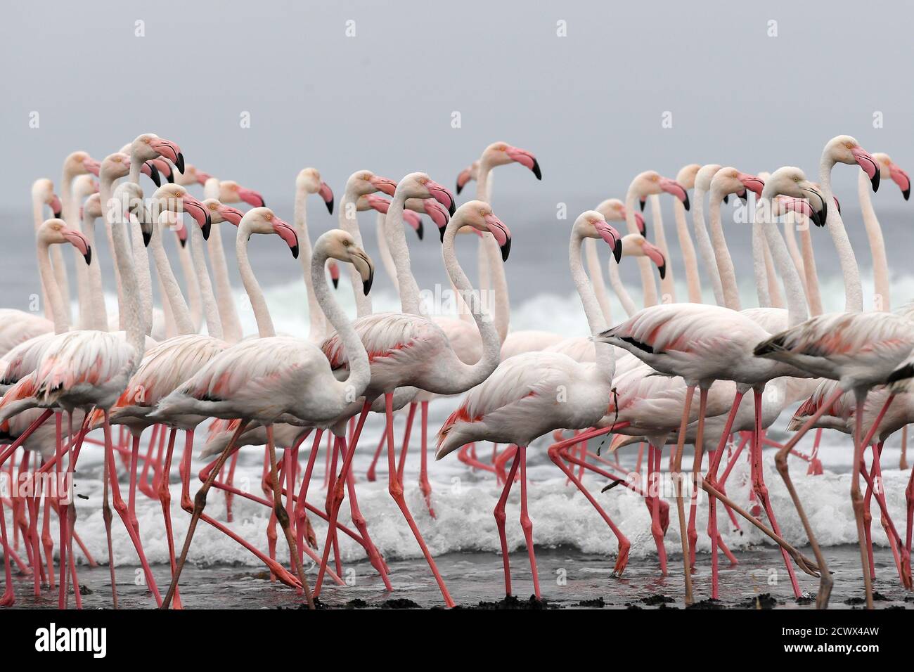 Peking, China. September 2019. Flamingos forage at Beach in Namibia, 26 ...