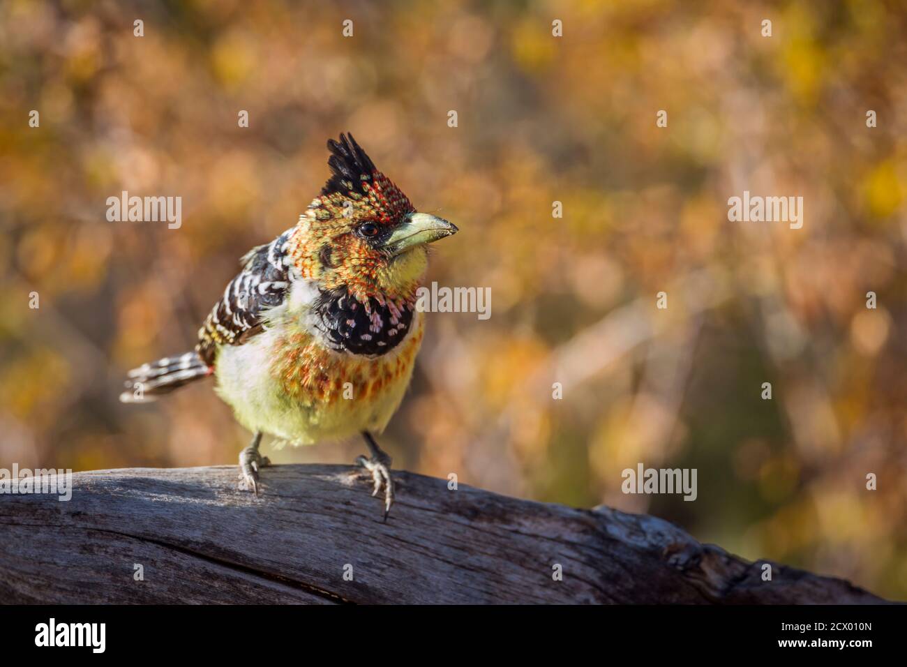 Crested Barbet steht am Wasserloch im Kruger Nationalpark, Südafrika ...