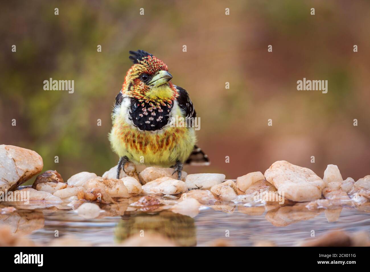 Crested Barbet steht am Wasserloch im Kruger Nationalpark, Südafrika ...