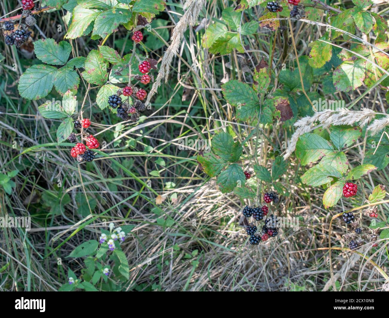 Wilde brombeere -Fotos und -Bildmaterial in hoher Auflösung – Alamy
