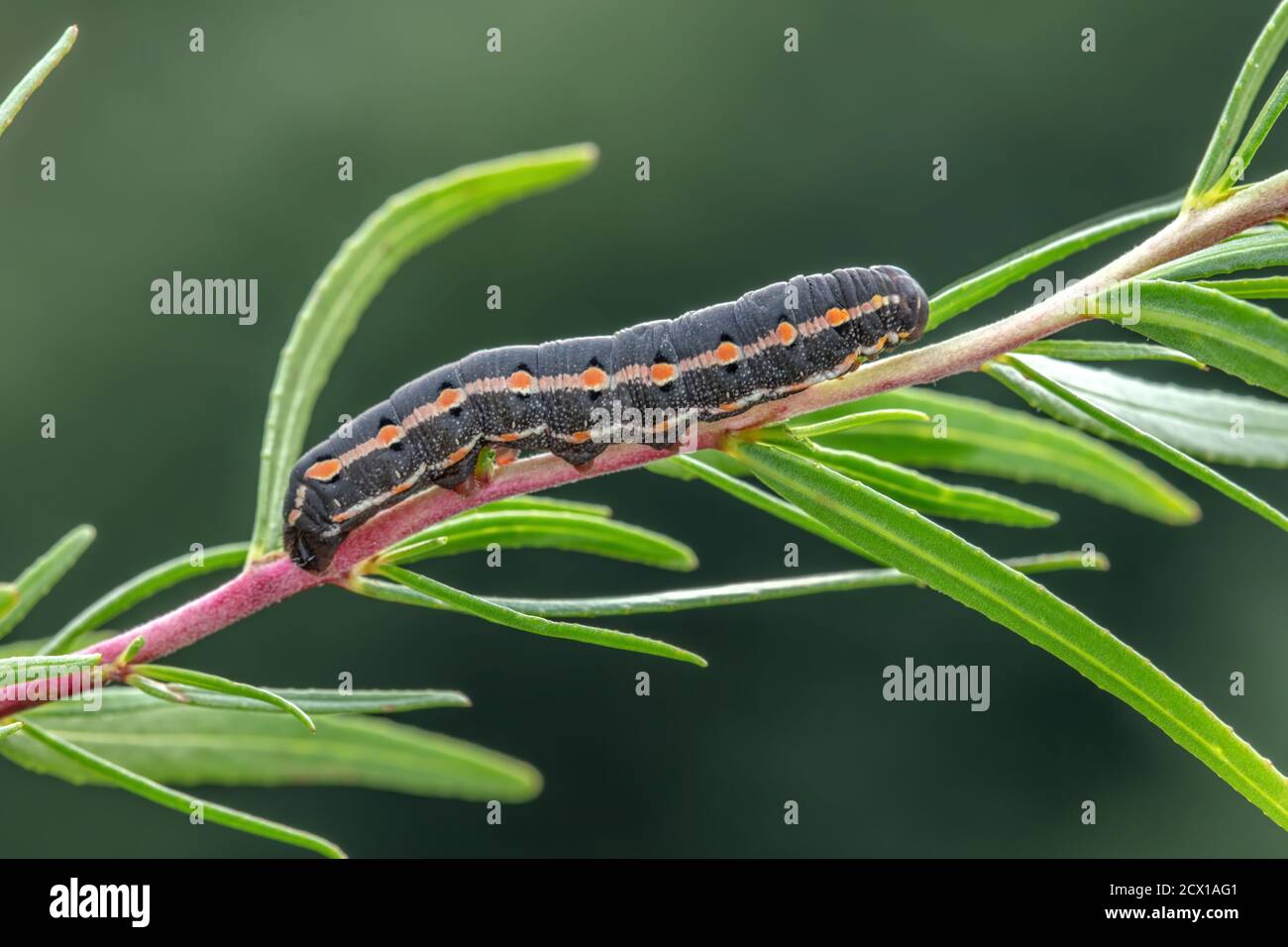 Natur, Insekt, Raupe, Schweiz, Hyles vespertilio, Sphingidae, Motte ...