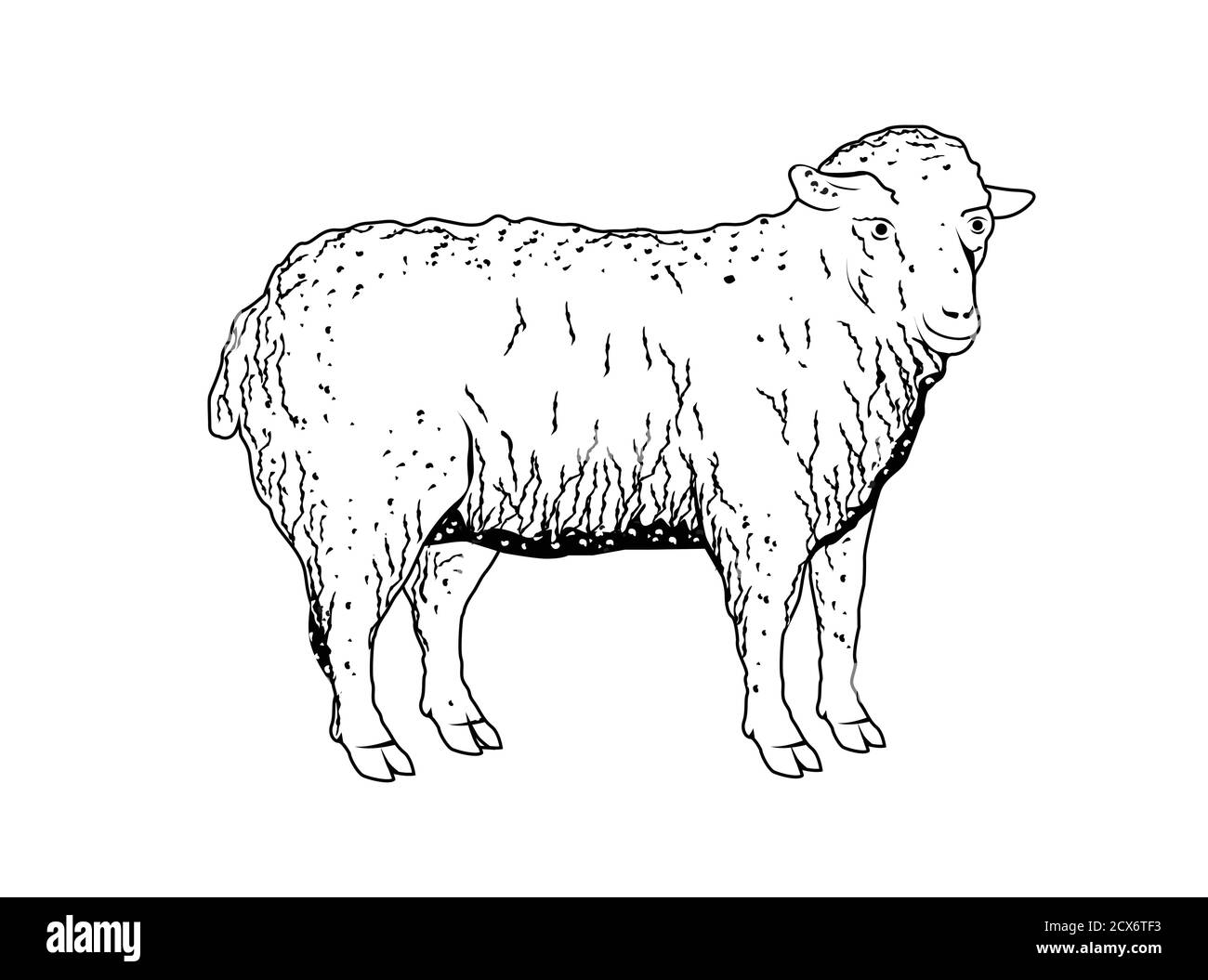 Illustration of a sheep -Fotos und -Bildmaterial in hoher Auflösung – Alamy