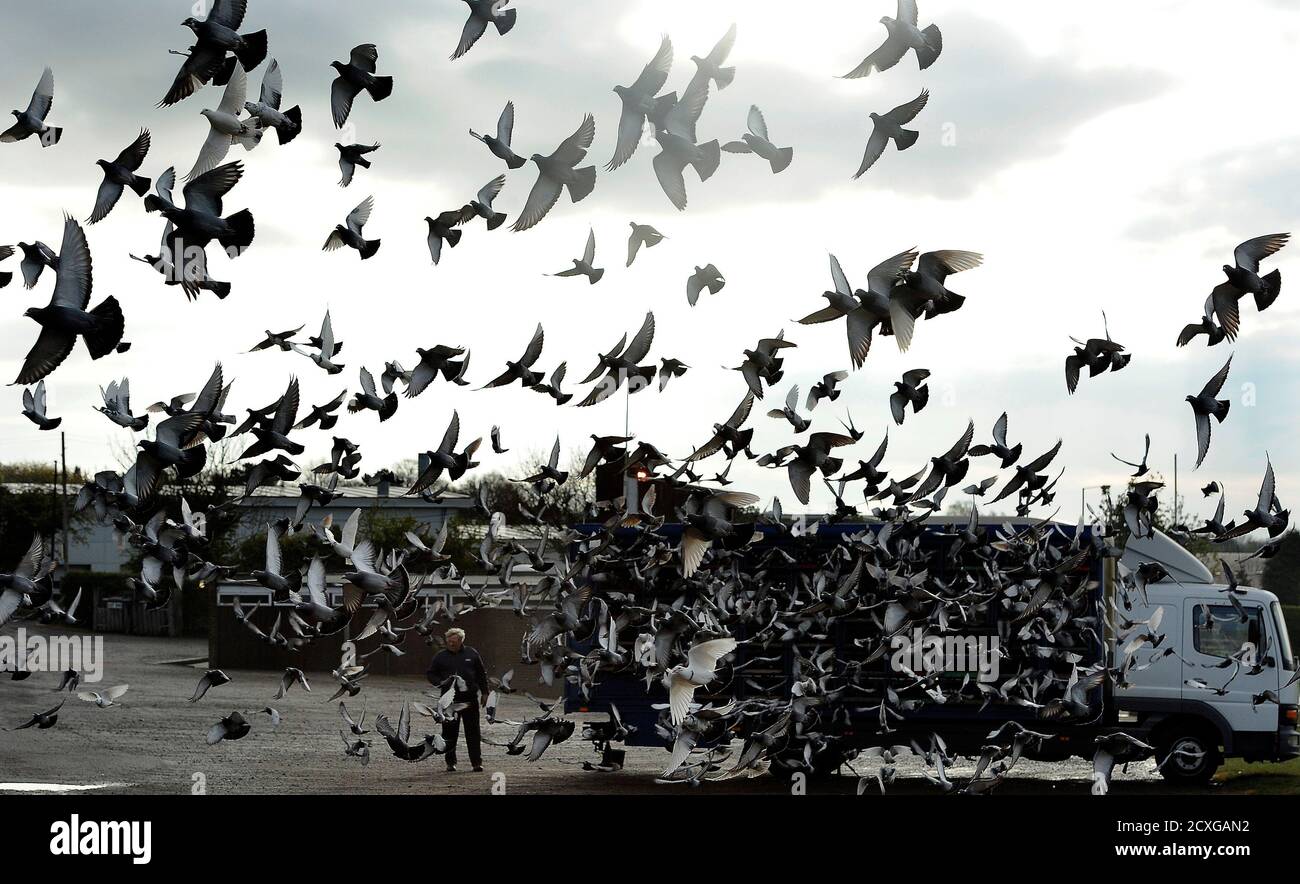 Brieftauben im flug -Fotos und -Bildmaterial in hoher Auflösung – Alamy
