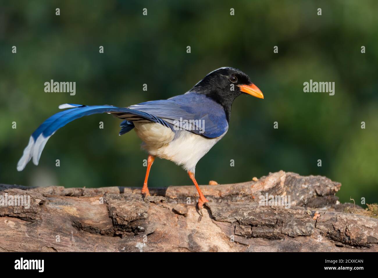 Urocissa erythroryncha -Fotos und -Bildmaterial in hoher Auflösung – Alamy