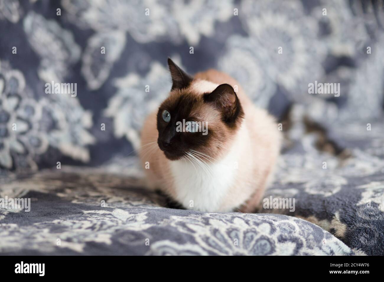 Portrait chocolate point siamese cat -Fotos und -Bildmaterial in hoher ...