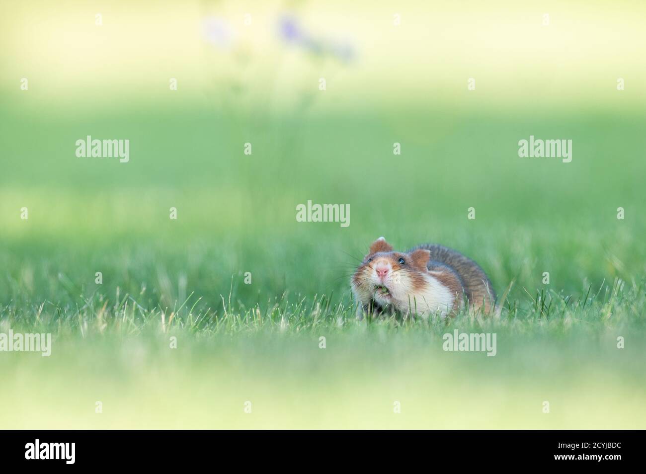 Feld Hamster Stockfotos und -bilder Kaufen - Alamy