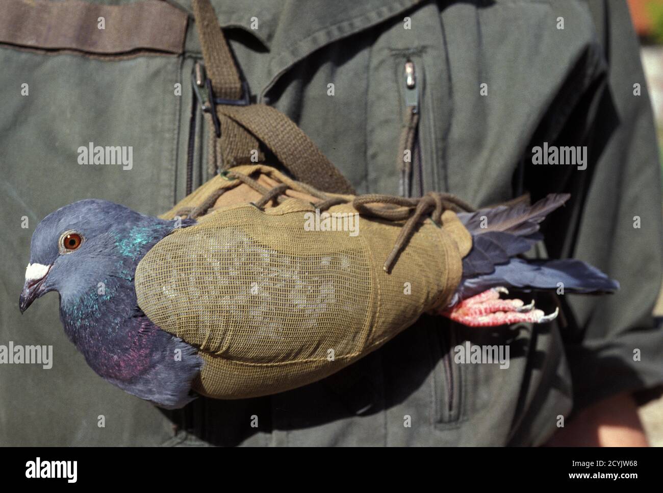 Brieftaube foto -Fotos und -Bildmaterial in hoher Auflösung – Alamy