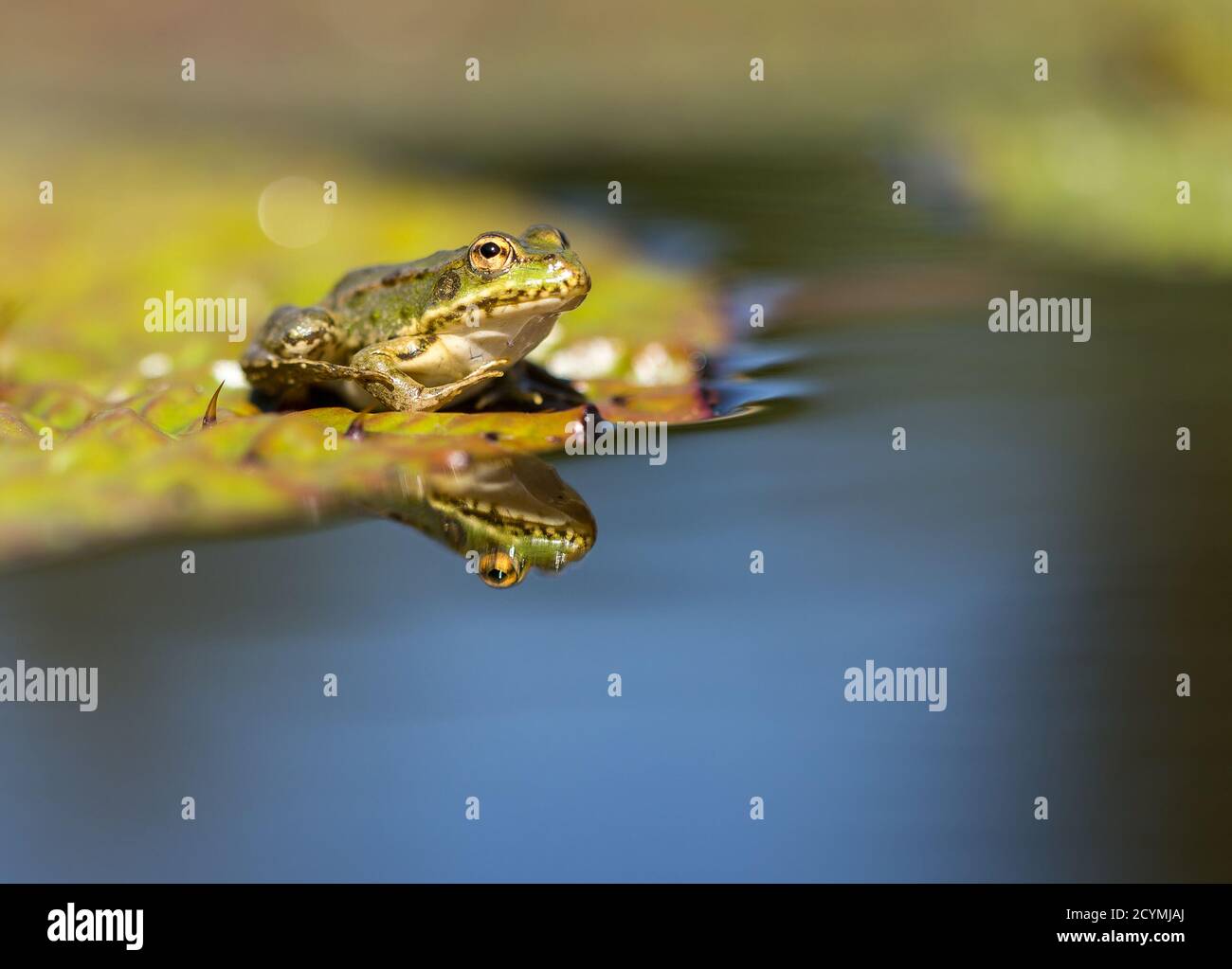 Seerosenblatt im teich Stockfotos und -bilder Kaufen - Alamy