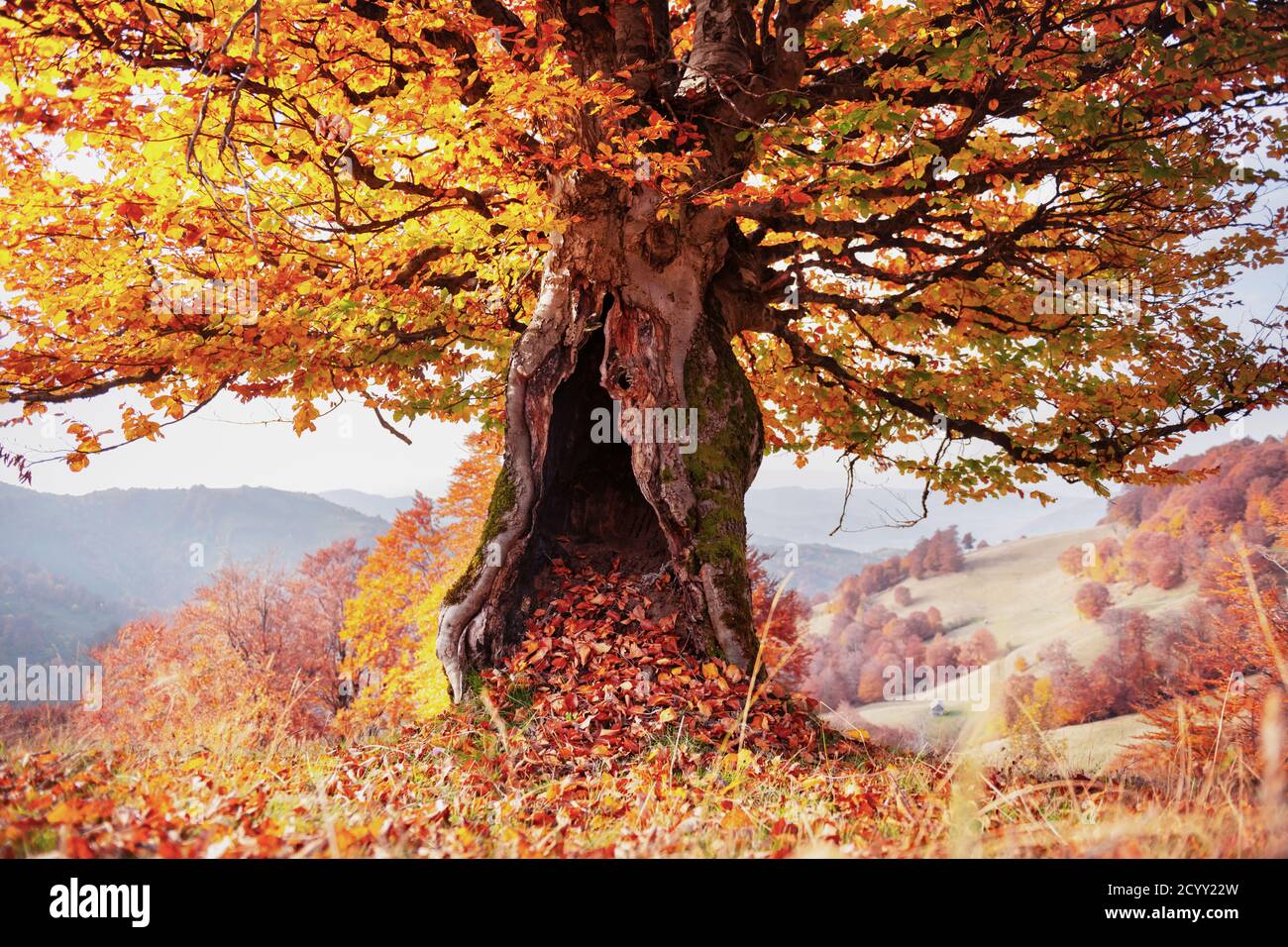 Old beech tree -Fotos und -Bildmaterial in hoher Auflösung – Alamy