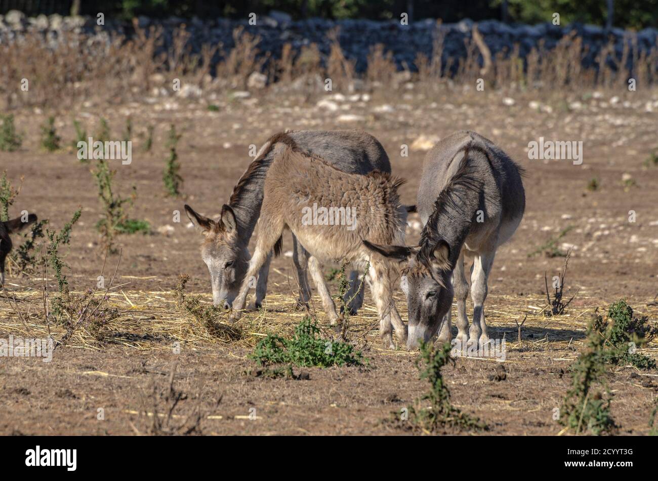 Gruppe von eseln -Fotos und -Bildmaterial in hoher Auflösung – Alamy
