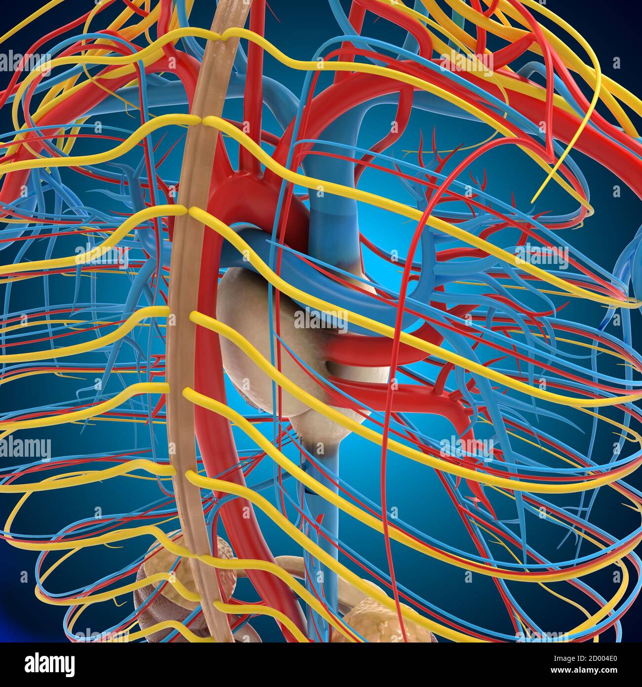 Menschliches Kreislaufsystem Anatomie mit Herz für medizinisches ...