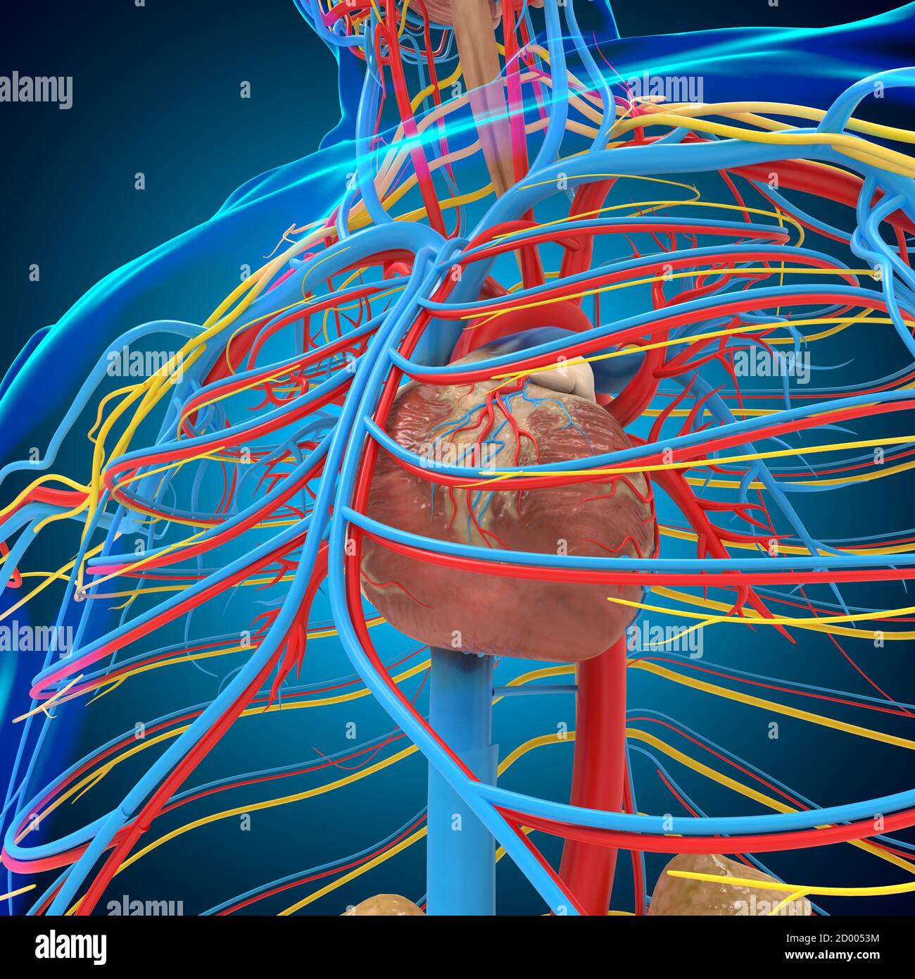 Menschliches Kreislaufsystem Anatomie mit Herz für medizinisches ...