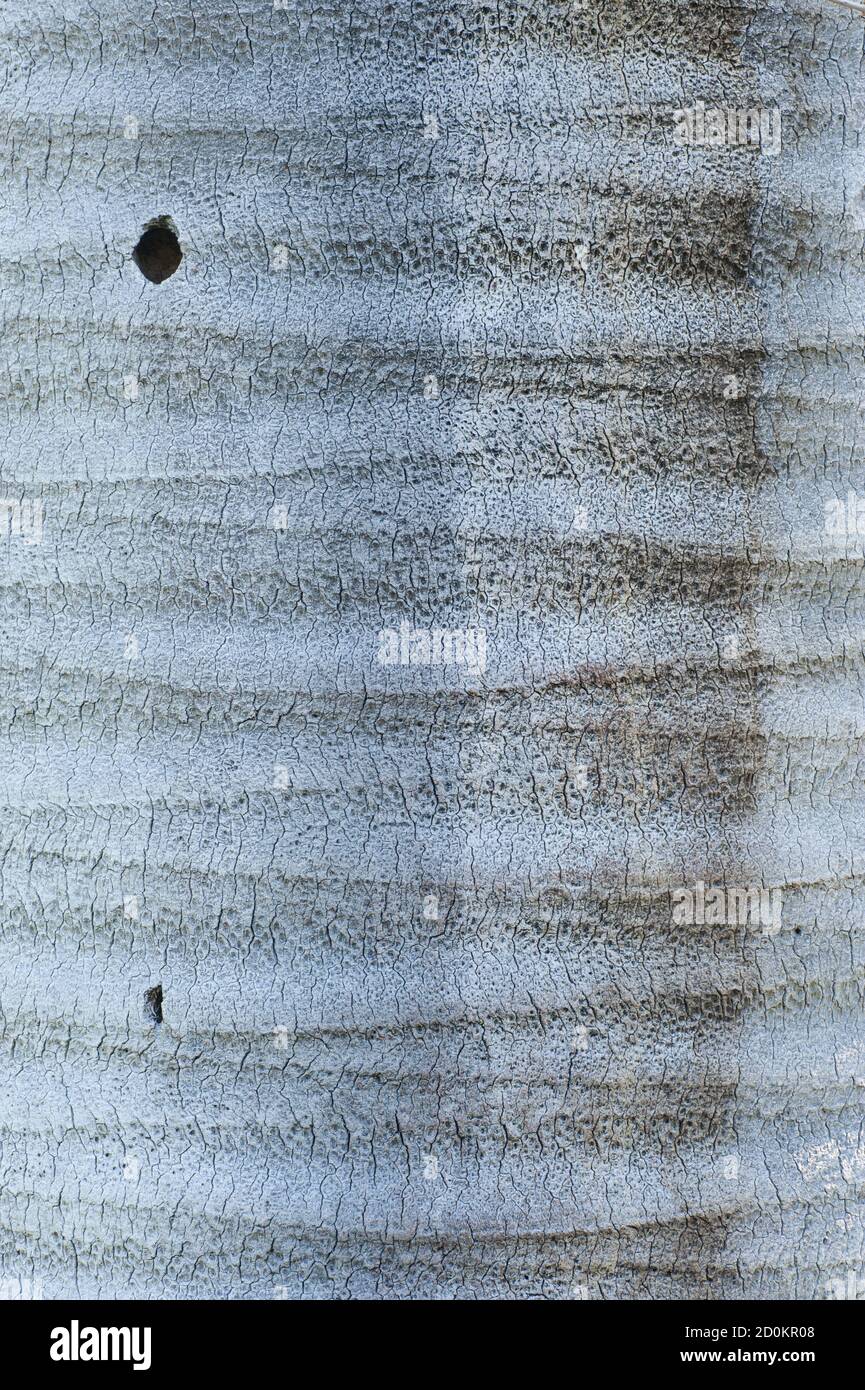 Jubaea chilensis -Fotos und -Bildmaterial in hoher Auflösung – Alamy