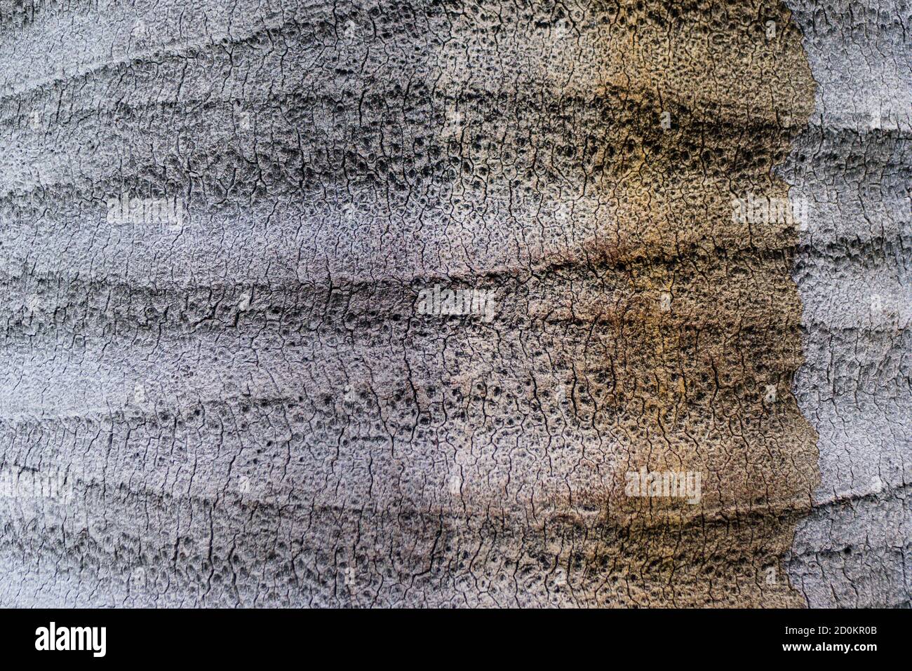 Jubaea chilensis -Fotos und -Bildmaterial in hoher Auflösung – Alamy