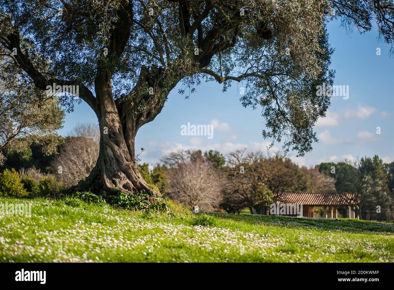 Alter Olivenbaum, der in einem mediterranen Bauernhof angebaut wird ...