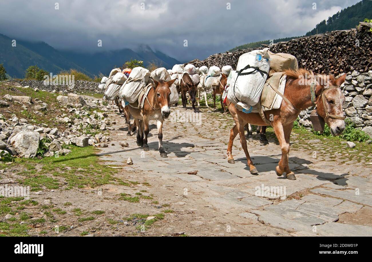Packesel beladen -Fotos und -Bildmaterial in hoher Auflösung – Alamy