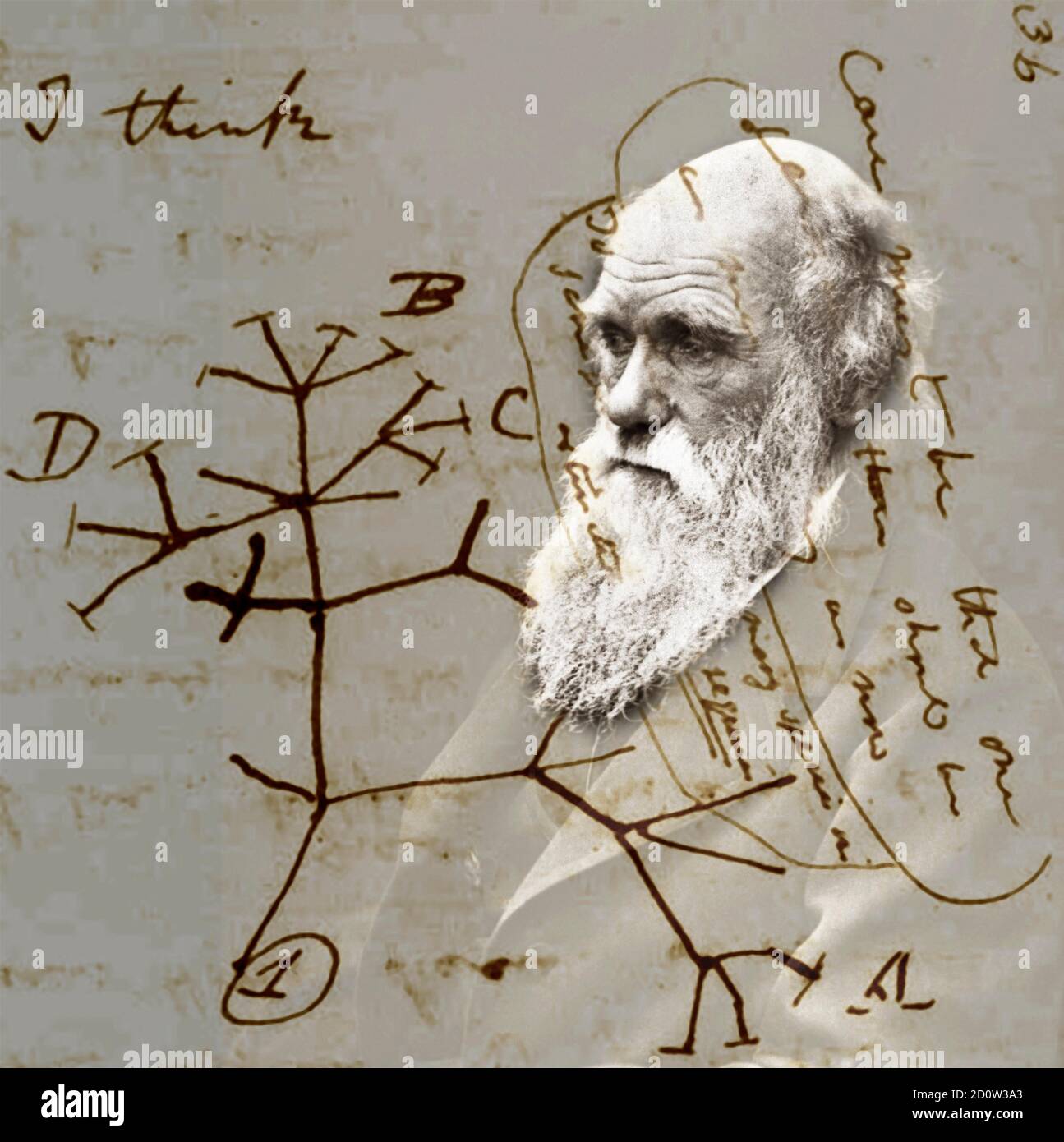 Evolution darwin zeichnung -Fotos und -Bildmaterial in hoher Auflösung ...