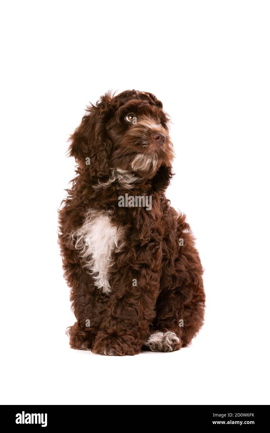 Brauner mischling welpe sitzt -Fotos und -Bildmaterial in hoher ...