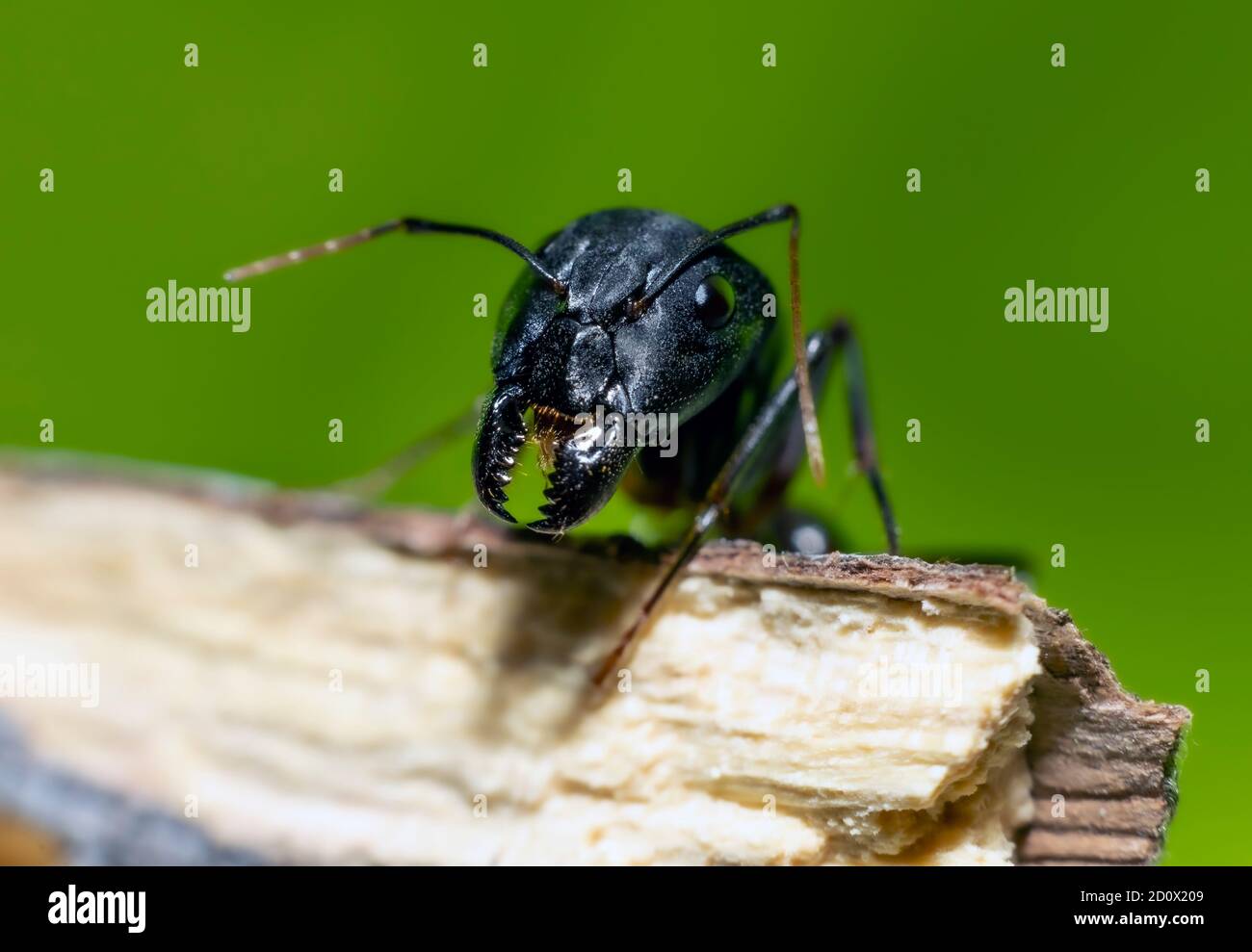 Große Solitäre Schwarze Ameise Sehr Schön Aber Unbekannt