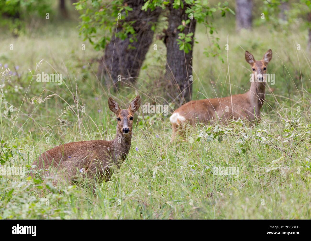 Roe deers -Fotos und -Bildmaterial in hoher Auflösung – Alamy