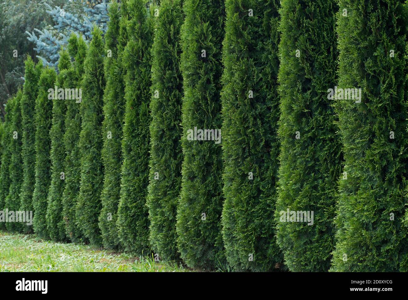 Thuja reihe -Fotos und -Bildmaterial in hoher Auflösung – Alamy