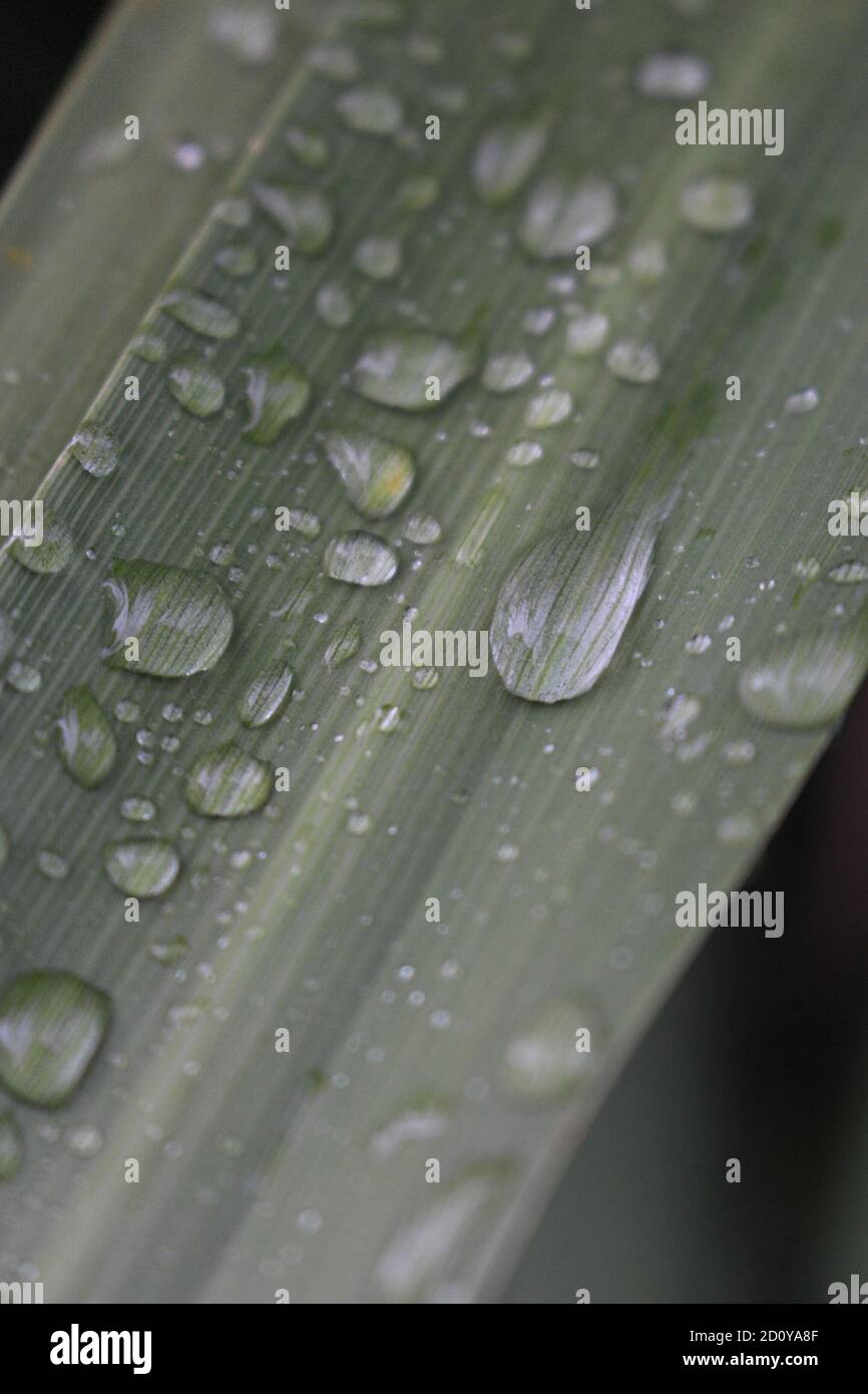 Regensturm regentropfen -Fotos und -Bildmaterial in hoher Auflösung – Alamy