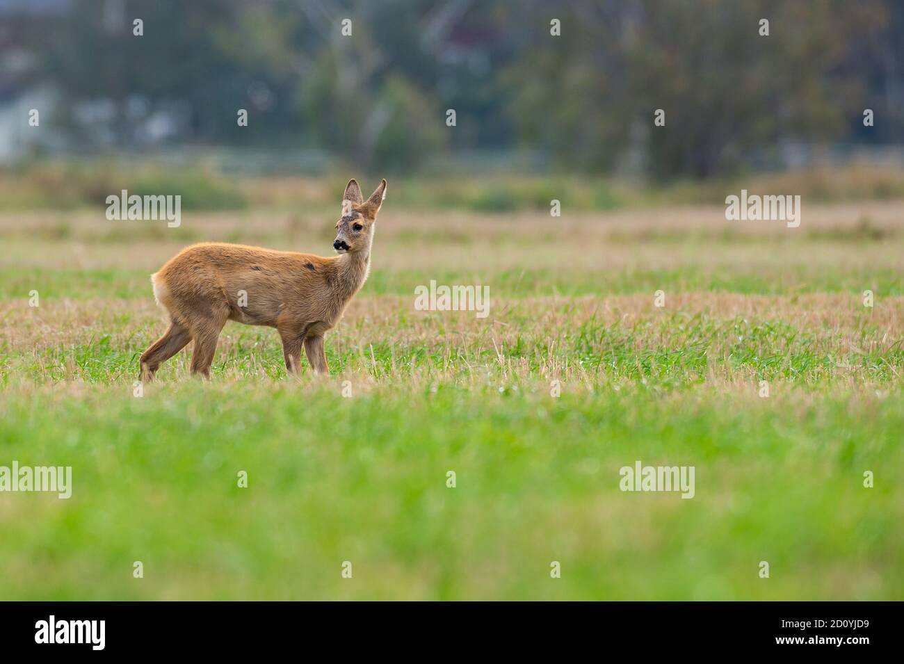 Reh essen -Fotos und -Bildmaterial in hoher Auflösung – Alamy