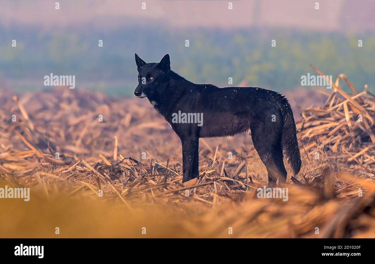 Indischer Subkontinent Der Wild Lebenden Tiere Stockfotos und -bilder ...