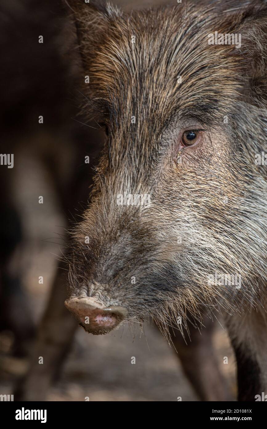 Einfach wildschwein -Fotos und -Bildmaterial in hoher Auflösung – Alamy
