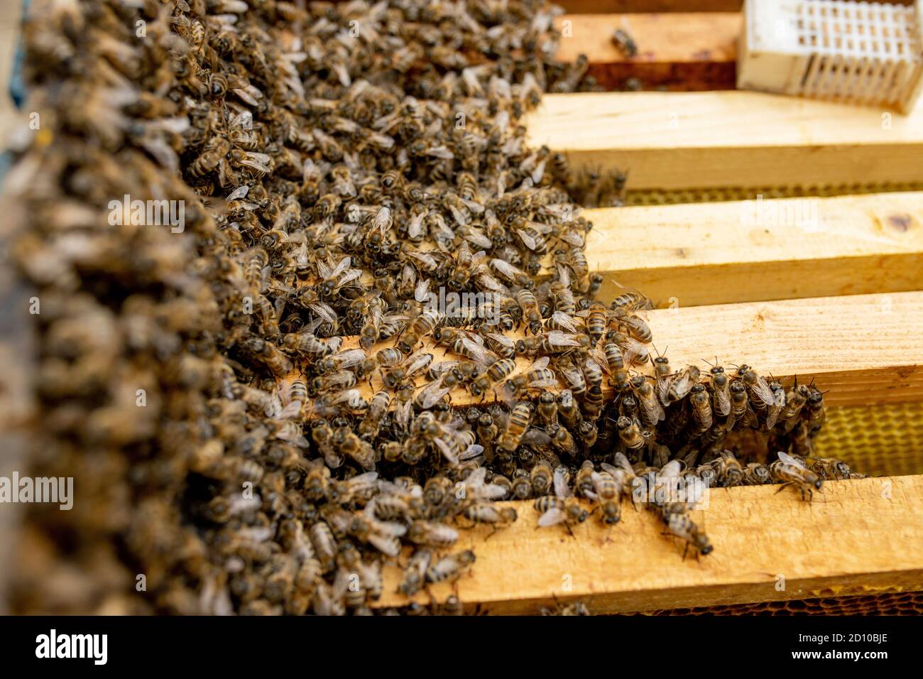 Bienenstöcke in der Pflege von Bienen mit Waben und Honigbienen. Imker ...