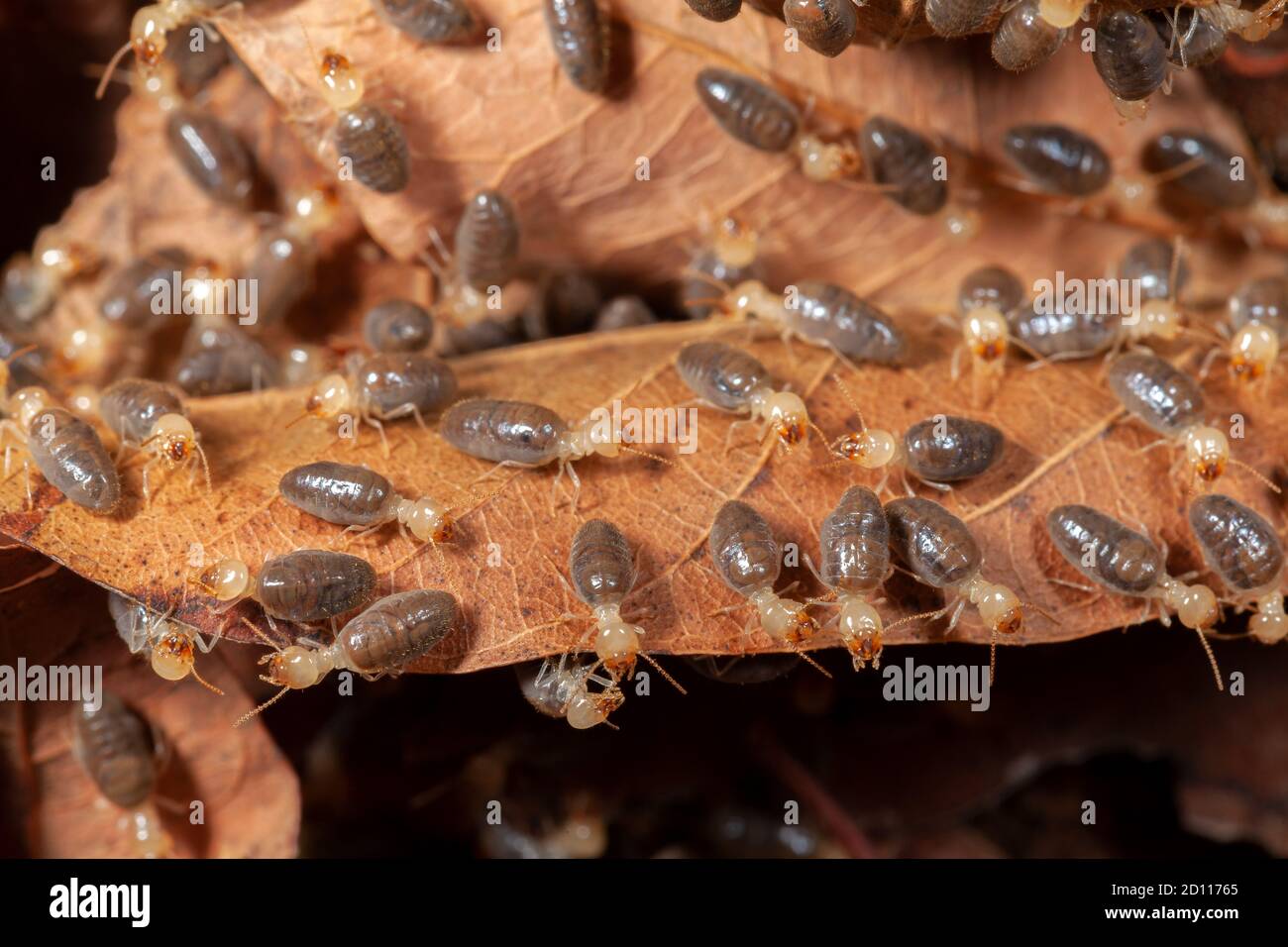 Holz Termiten Stockfotos und -bilder Kaufen - Alamy