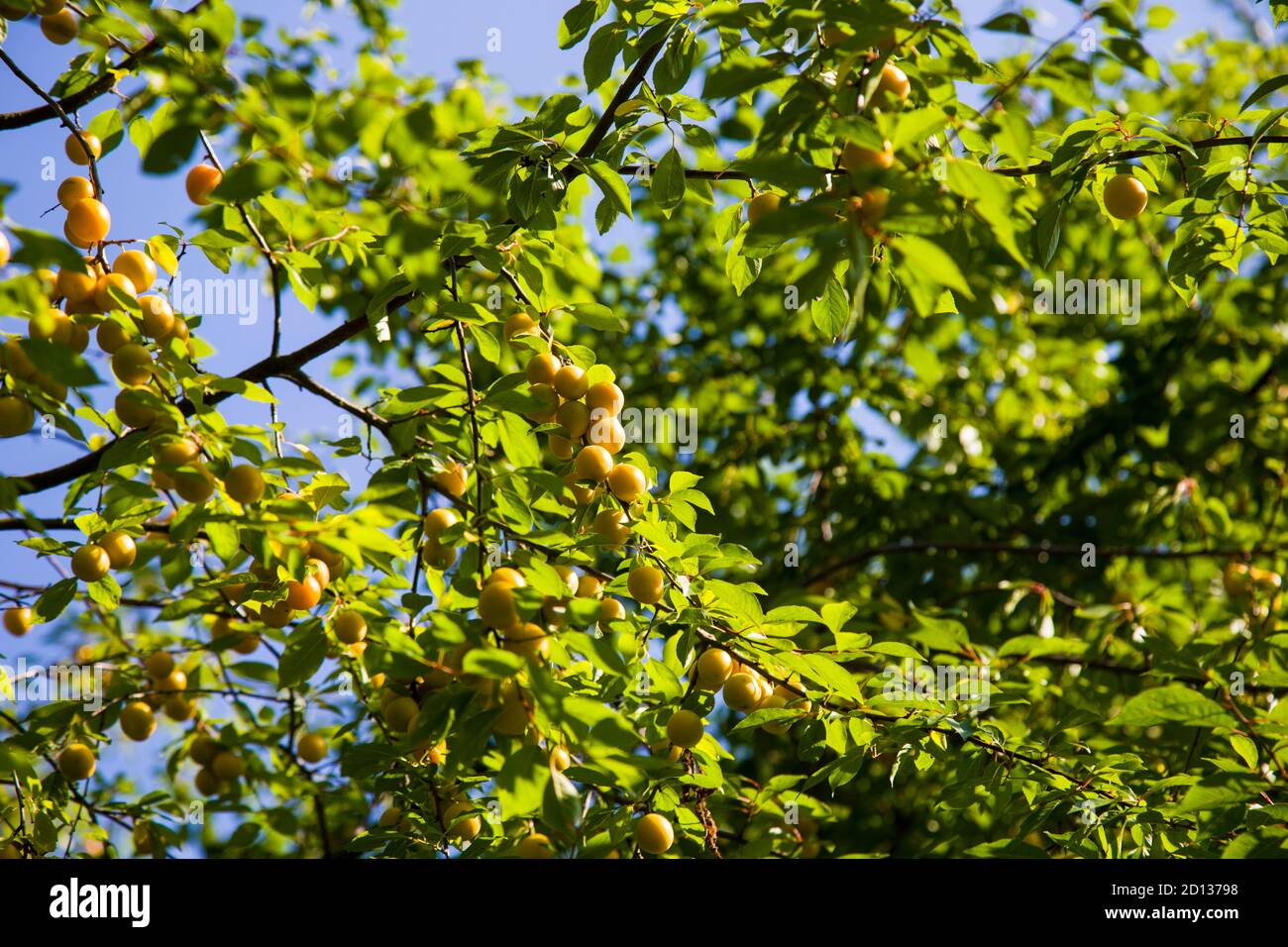 Pflaumenbaum Triebe Im Rasen