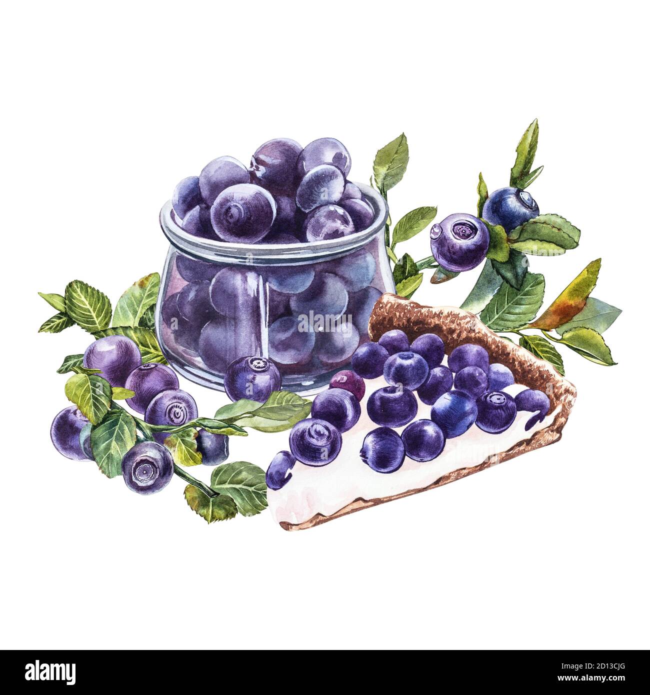 Heidelbeere. Aquarell botanische Illustration. Hand gezeichnet Aquarell ...