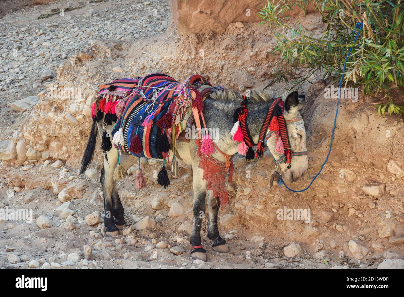 Esel geschirr -Fotos und -Bildmaterial in hoher Auflösung – Alamy