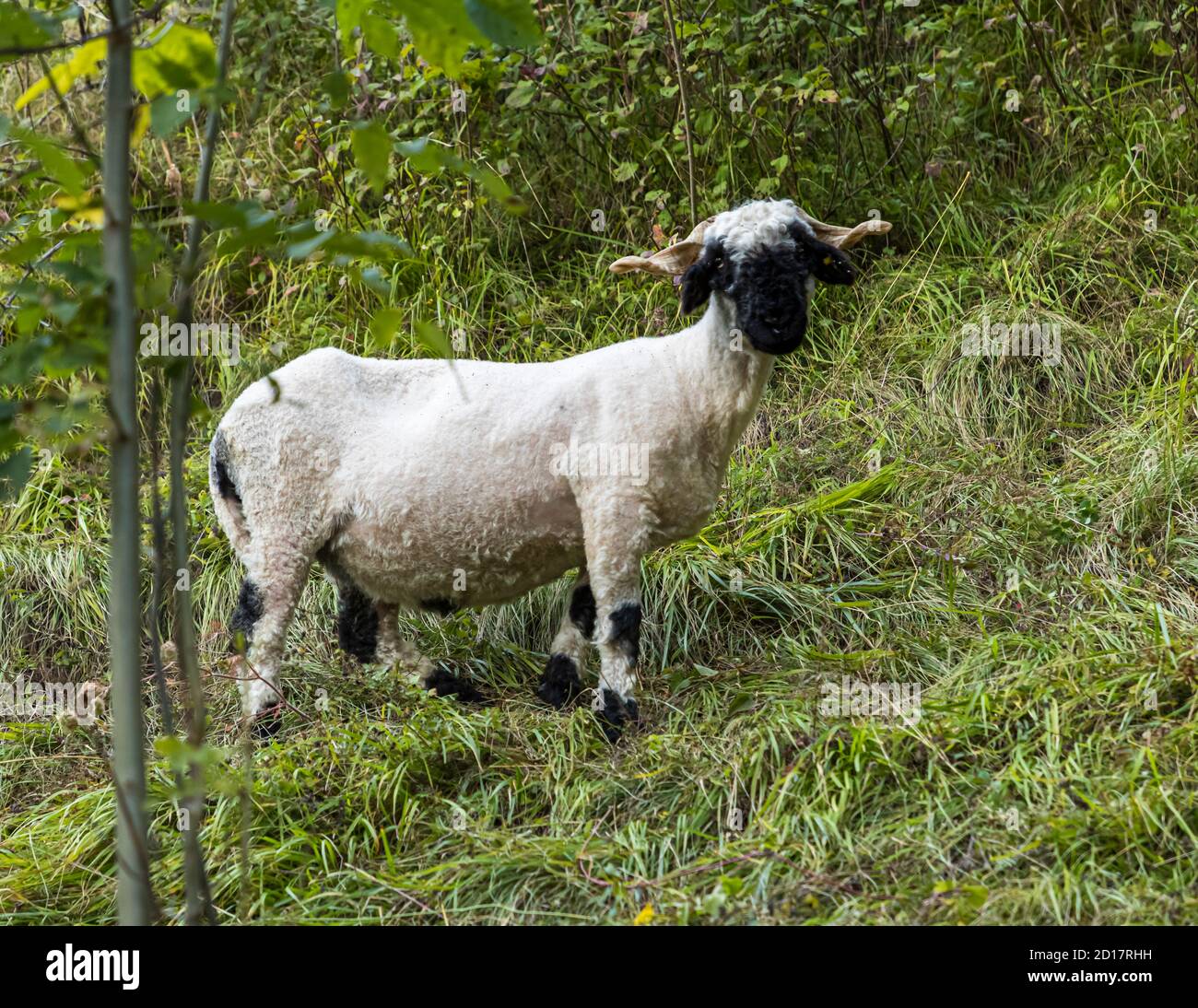 Walliser schwarznasen schafe -Fotos und -Bildmaterial in hoher ...