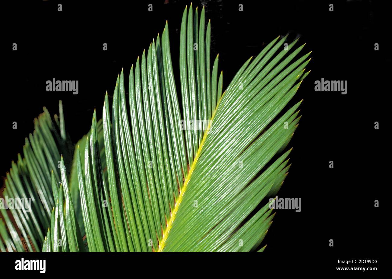 Sago palm cycas revoluta -Fotos und -Bildmaterial in hoher Auflösung ...