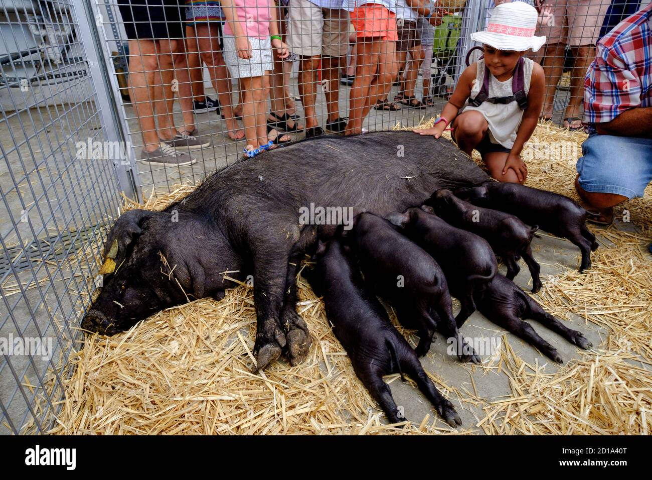 Schweine auf der insel mallorca -Fotos und -Bildmaterial in hoher Auflösung – Alamy
