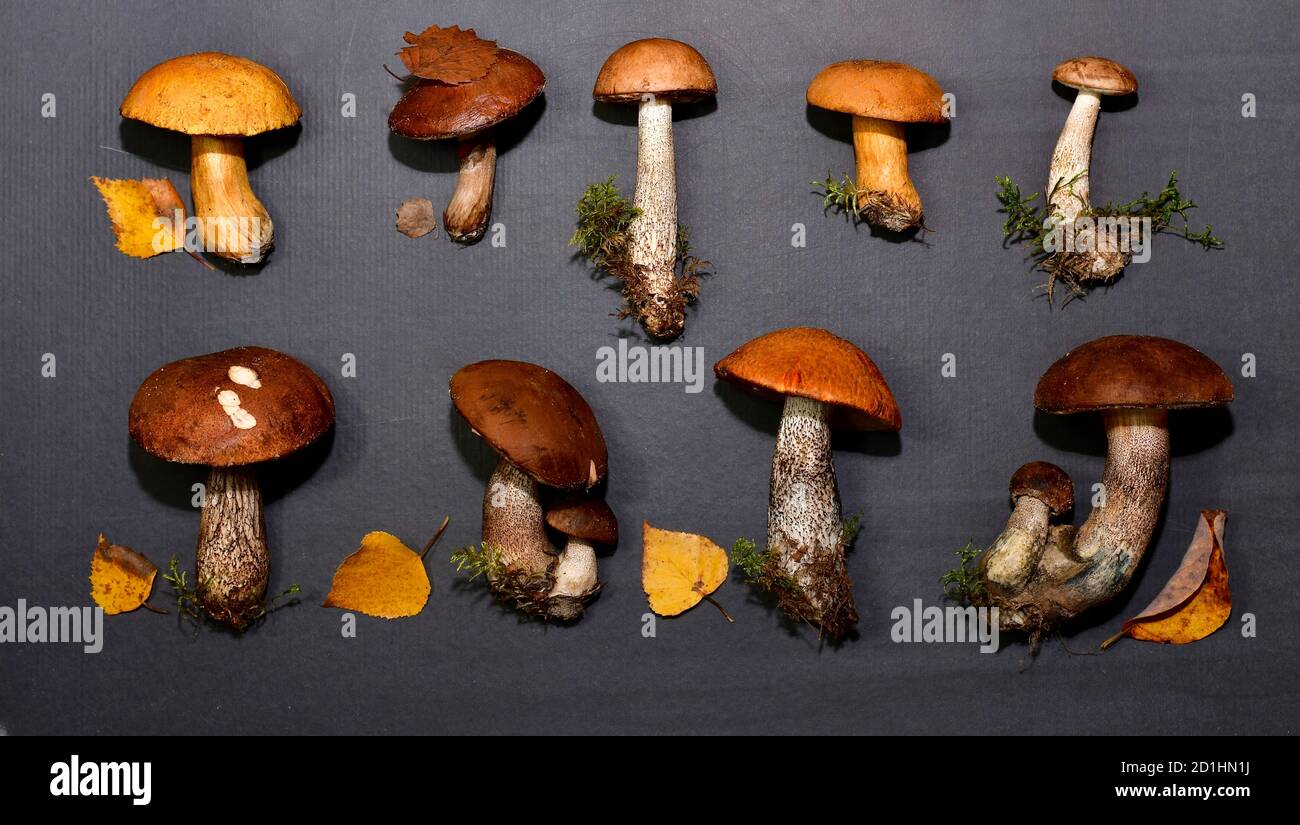 Essbare waldpilze -Fotos und -Bildmaterial in hoher Auflösung – Alamy