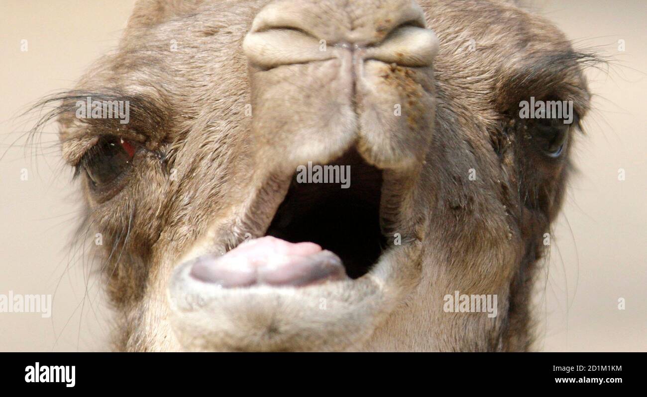 Kamel zunge -Fotos und -Bildmaterial in hoher Auflösung – Alamy