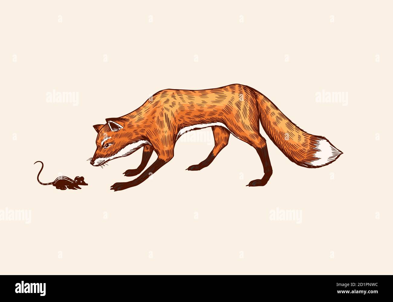 Der Fuchs schleicht sich auf die Beute. Das Tier jagt nach einer Maus ...