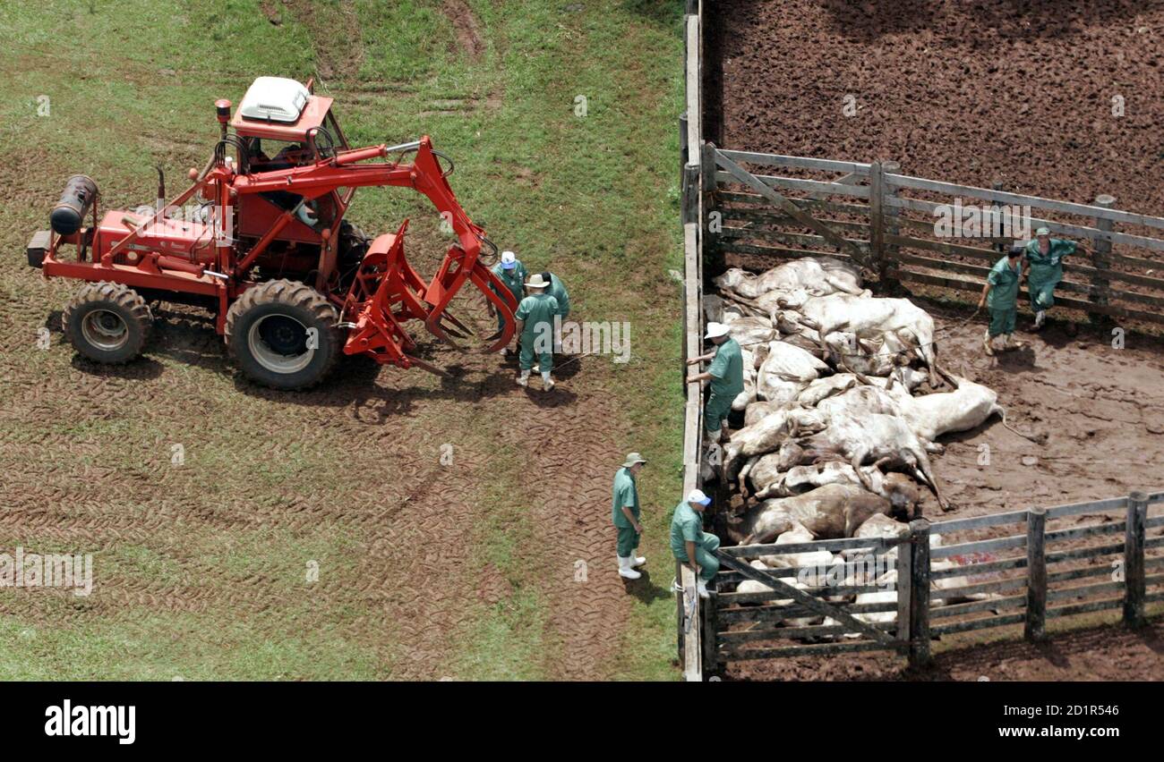 Bei verdacht auf maul und klauenseuche -Fotos und -Bildmaterial in ...
