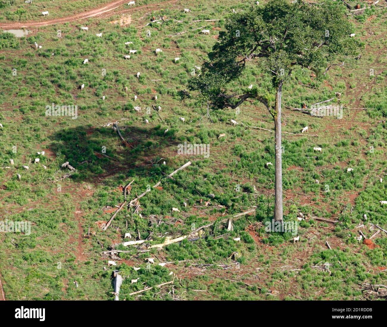 Rodung regenwald rinderweide -Fotos und -Bildmaterial in hoher ...