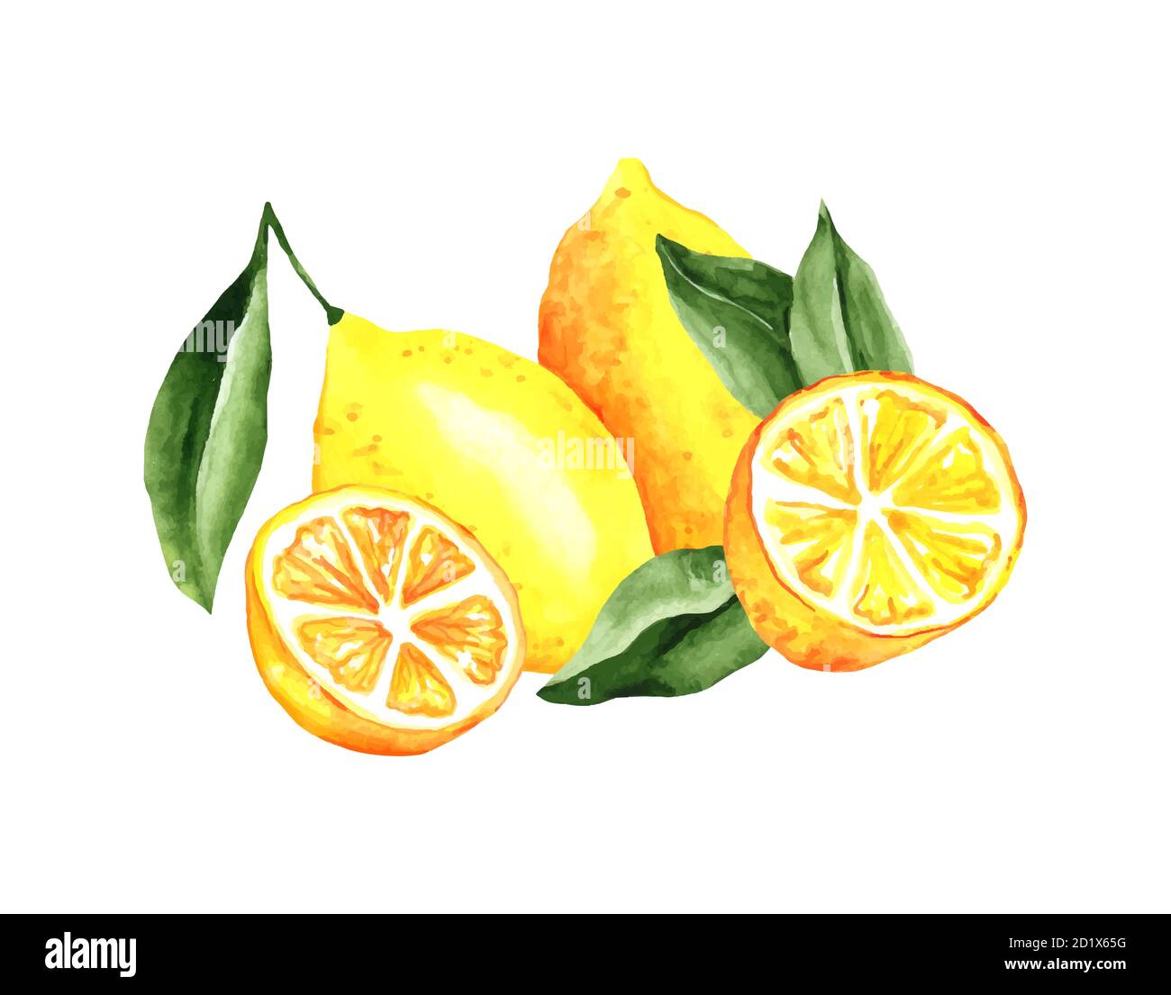 Zitronen Aquarell Zusammensetzung, Arrangement Design isoliert auf weiß ...