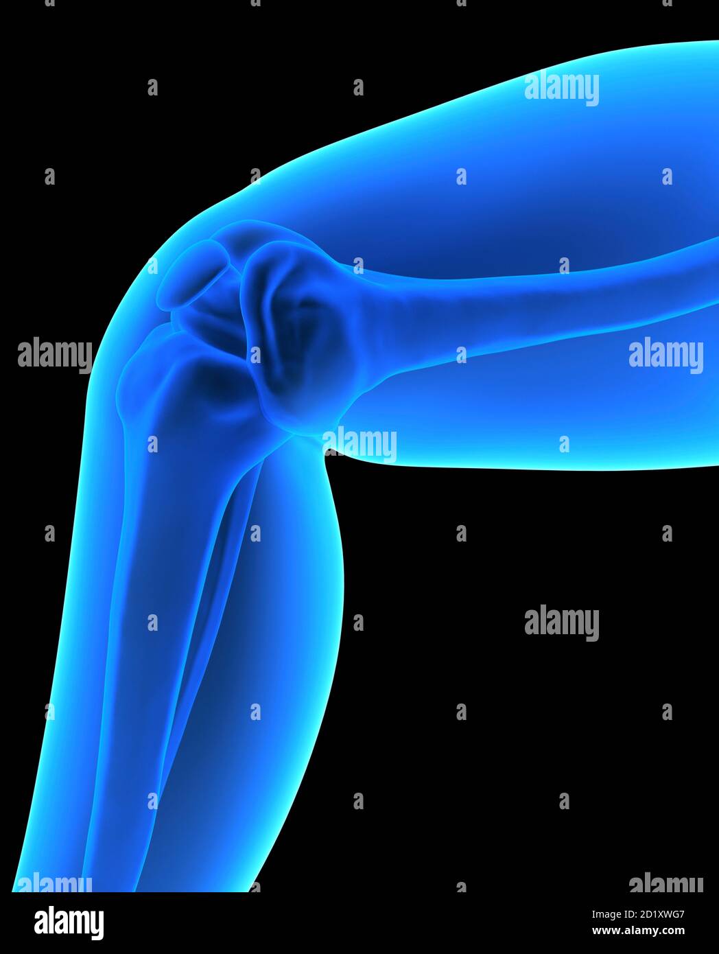 Knie anatomie -Fotos und -Bildmaterial in hoher Auflösung – Alamy
