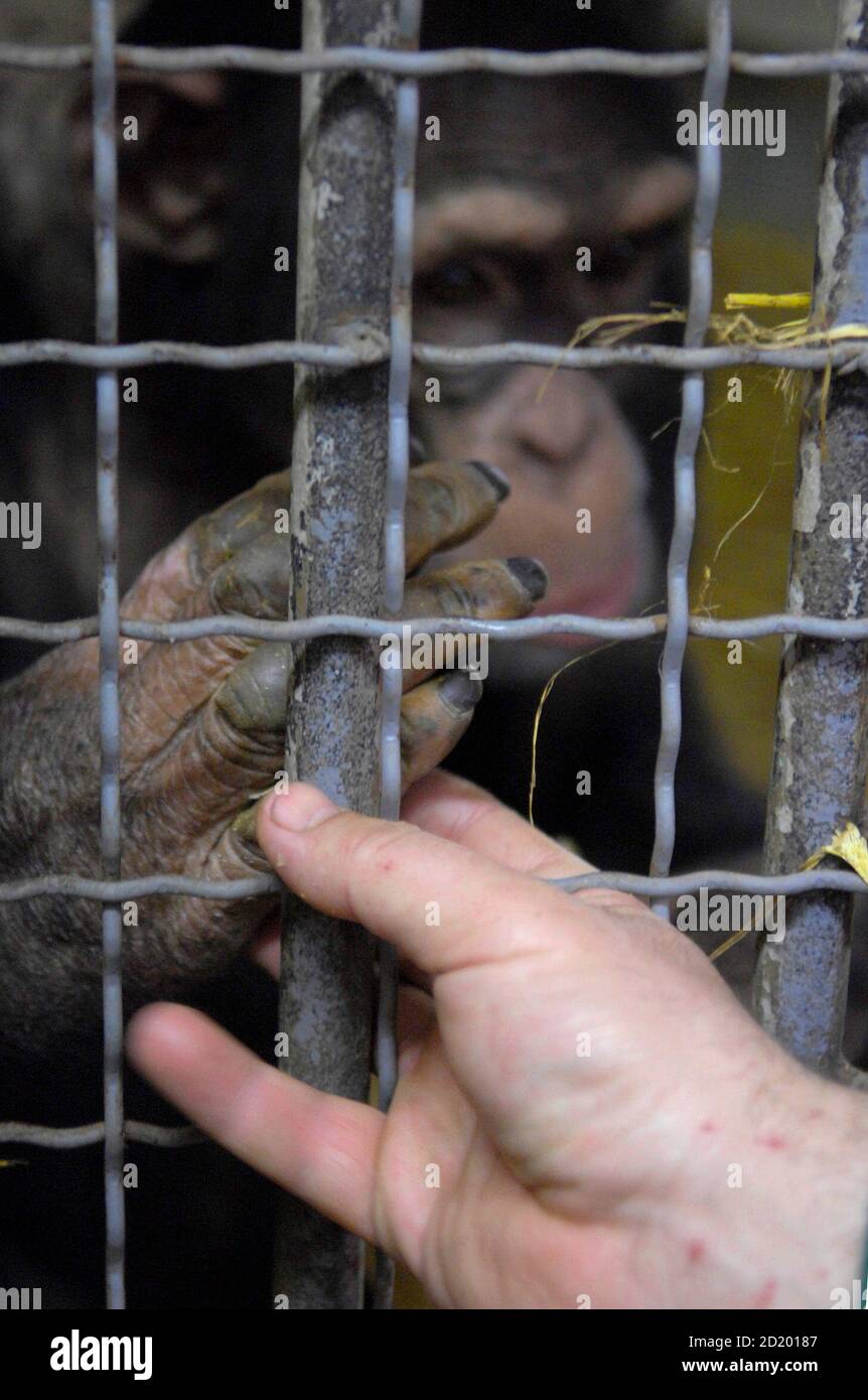 Chimpanzee human hand -Fotos und -Bildmaterial in hoher Auflösung – Alamy