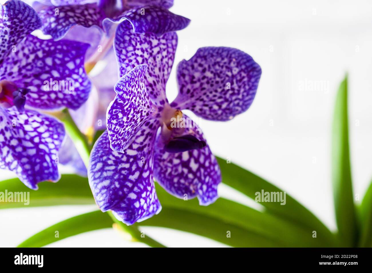 Wanda orchidee -Fotos und -Bildmaterial in hoher Auflösung – Alamy