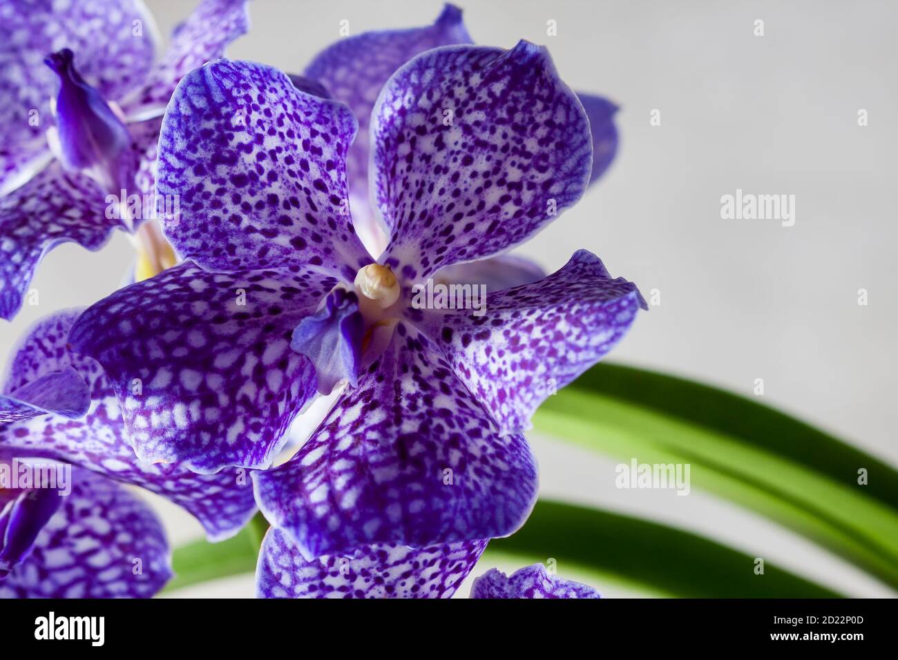 Wanda orchidee -Fotos und -Bildmaterial in hoher Auflösung – Alamy