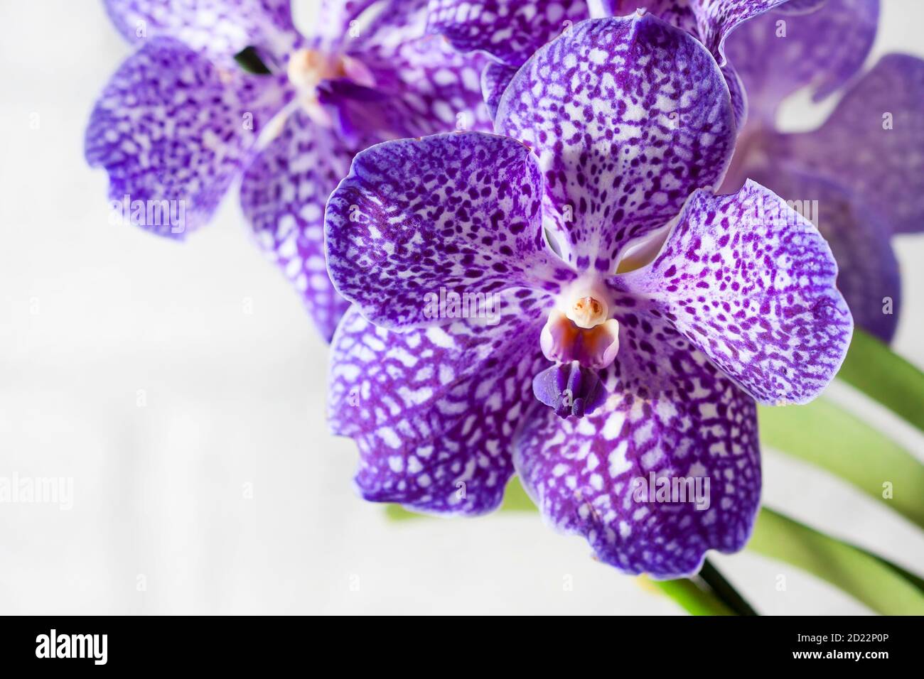 Wanda orchidee -Fotos und -Bildmaterial in hoher Auflösung – Alamy