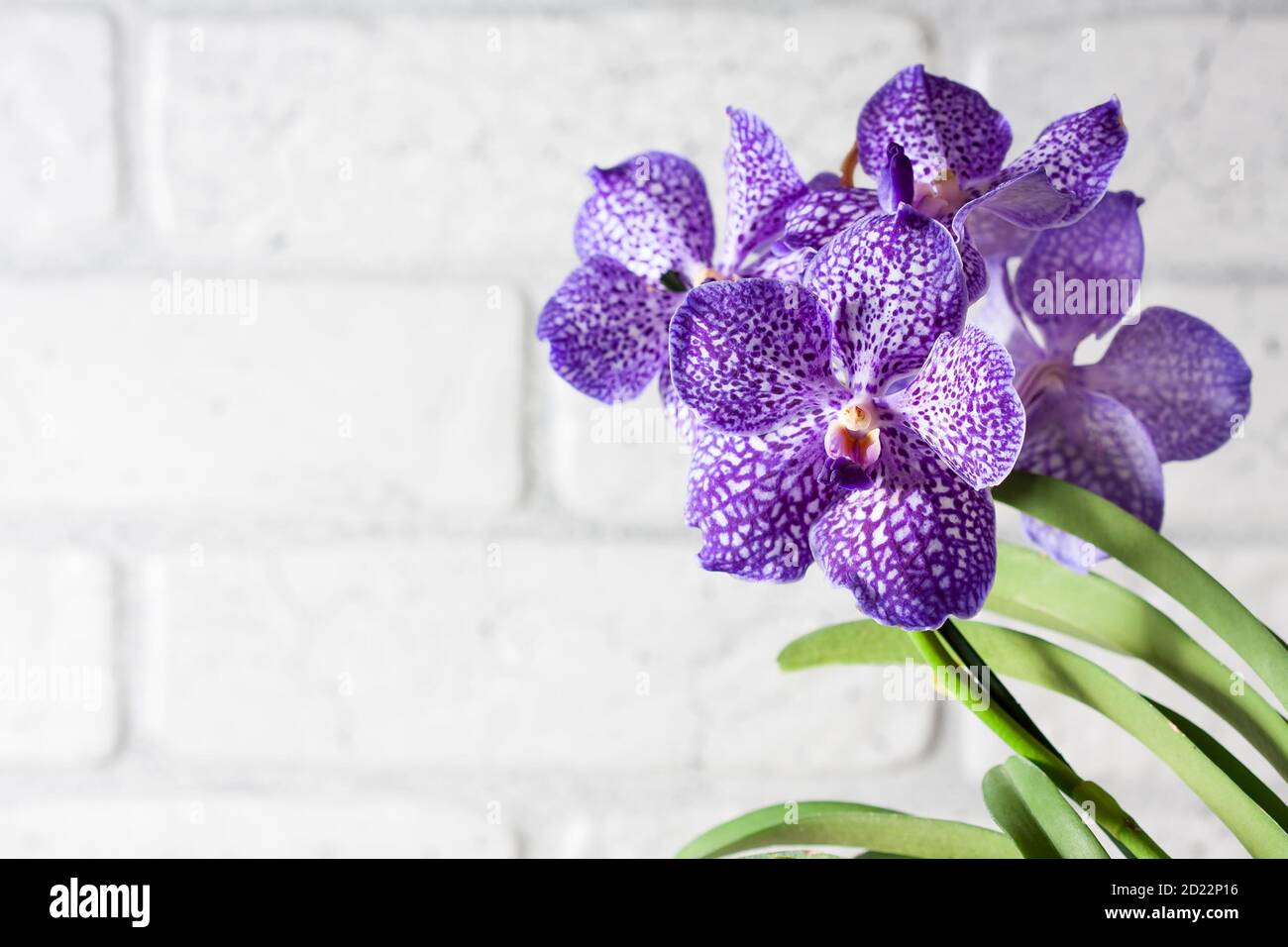 Wanda orchidee -Fotos und -Bildmaterial in hoher Auflösung – Alamy