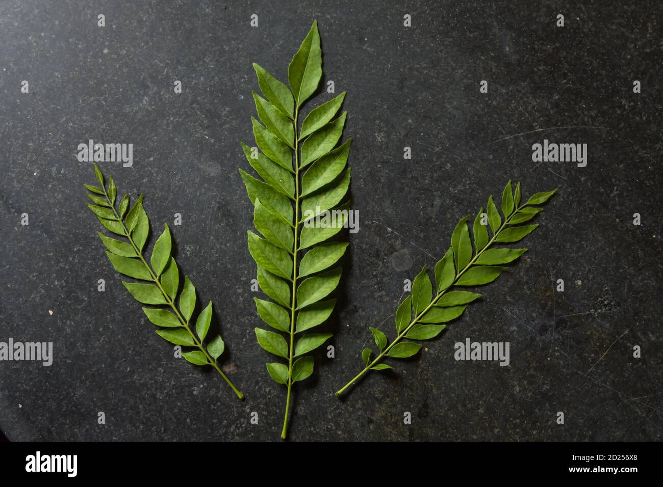 Curry leaves plant -Fotos und -Bildmaterial in hoher Auflösung – Alamy